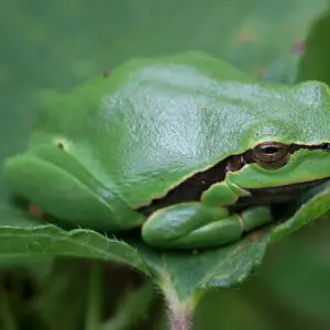European tree frog - Facts, Diet, Habitat & Pictures on Animalia.bio