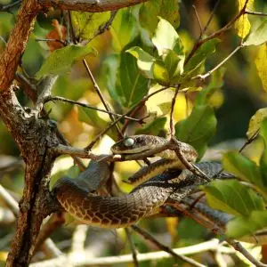 Boomslang - Facts, Diet, Habitat & Pictures on Animalia.bio