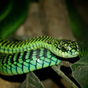Boomslang - Facts, Diet, Habitat & Pictures on Animalia.bio