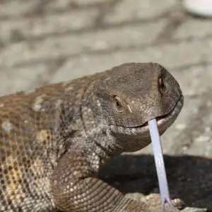 Savannah Monitor - Facts, Diet, Habitat & Pictures on Animalia.bio