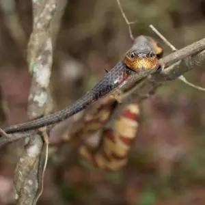 Banded Water Snake - Facts, Diet, Habitat & Pictures on Animalia.bio