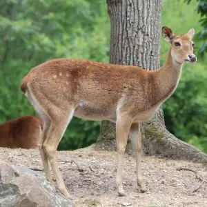 Eld's Deer - Facts, Diet, Habitat & Pictures on Animalia.bio