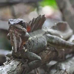 Brown Basilisk - Facts, Diet, Habitat & Pictures on Animalia.bio