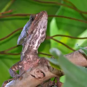 Brown Basilisk - Facts, Diet, Habitat & Pictures on Animalia.bio