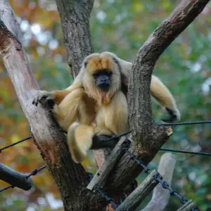Brown Howler - Facts, Diet, Habitat & Pictures on Animalia.bio