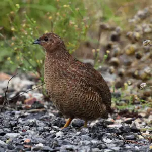Brown quail - Facts, Diet, Habitat & Pictures on Animalia.bio
