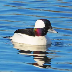 Bufflehead - Facts, Diet, Habitat & Pictures on Animalia.bio