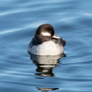 Bufflehead - Facts, Diet, Habitat & Pictures on Animalia.bio