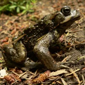 Western toad - Facts, Diet, Habitat & Pictures on Animalia.bio