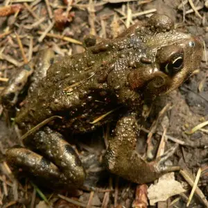 Western toad - Facts, Diet, Habitat & Pictures on Animalia.bio