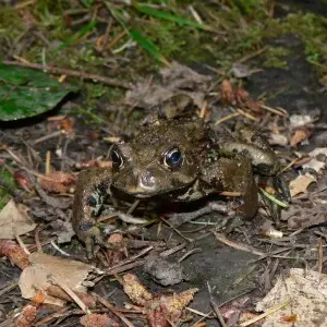 Western toad - Facts, Diet, Habitat & Pictures on Animalia.bio