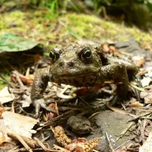 Western toad - Facts, Diet, Habitat & Pictures on Animalia.bio
