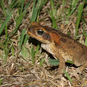 Cane toad - Facts, Diet, Habitat & Pictures on Animalia.bio