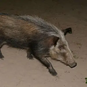 Bushpig - Facts, Diet, Habitat & Pictures on Animalia.bio