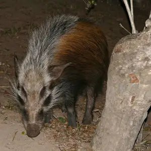 Bushpig - Facts, Diet, Habitat & Pictures on Animalia.bio