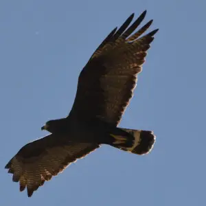 Zone-tailed hawk - Facts, Diet, Habitat & Pictures on Animalia.bio
