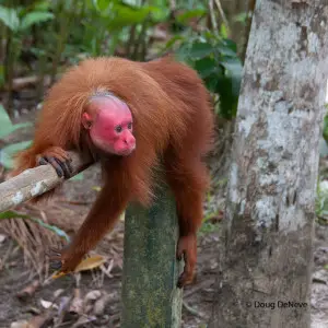 Bald Uakari - Facts, Diet, Habitat & Pictures on Animalia.bio