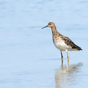 Ruff - Facts, Diet, Habitat & Pictures on Animalia.bio
