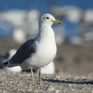 California Gull - Facts, Diet, Habitat & Pictures on Animalia.bio