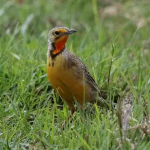 Macronyx capensis - факти, дієта, ареал і фотографії на Animalia.bio