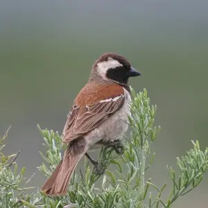 Cape sparrow - Facts, Diet, Habitat & Pictures on Animalia.bio