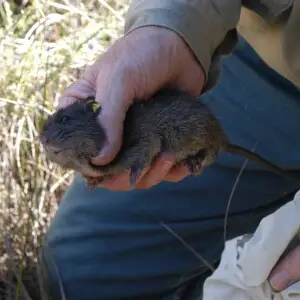 Australian swamp rat - Facts, Diet, Habitat & Pictures on Animalia.bio