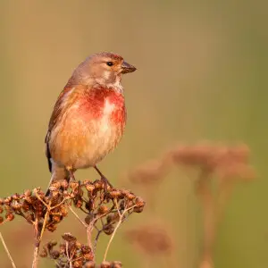 Common linnet - Facts, Diet, Habitat & Pictures on Animalia.bio