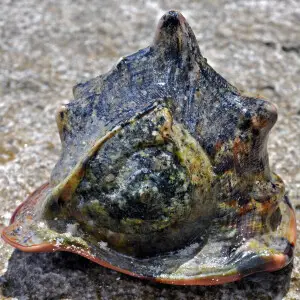 Cassis tuberosa - Facts, Diet, Habitat & Pictures on Animalia.bio