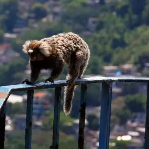 Common Marmoset - Facts, Diet, Habitat & Pictures on Animalia.bio