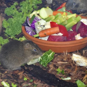 Greater guinea pig - Facts, Diet, Habitat & Pictures on Animalia.bio