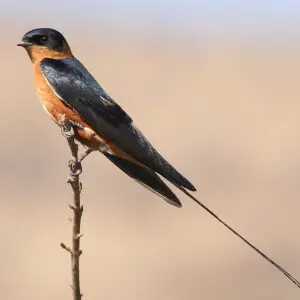 Red-breasted swallow - Facts, Diet, Habitat & Pictures on Animalia.bio