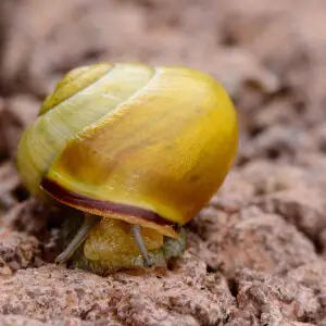 Grove snail - Facts, Diet, Habitat & Pictures on Animalia.bio