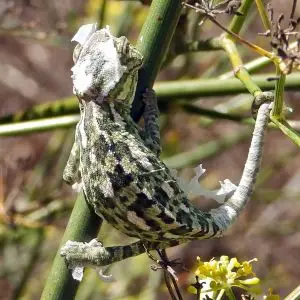 Common Chameleon - Facts, Diet, Habitat & Pictures on Animalia.bio