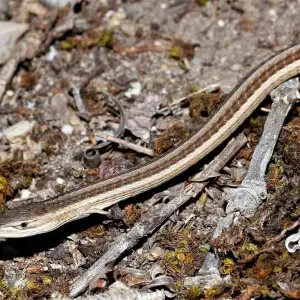 Cape grass lizard - Facts, Diet, Habitat & Pictures on Animalia.bio