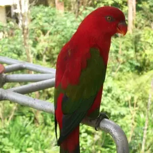 Chattering lory - Facts, Diet, Habitat & Pictures on Animalia.bio