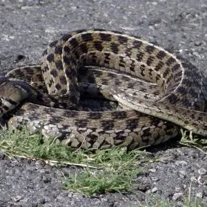 Checkered Garter Snake - Facts, Diet, Habitat & Pictures on Animalia.bio
