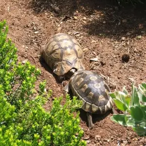 Angulate tortoise - Facts, Diet, Habitat & Pictures on Animalia.bio