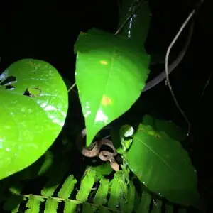 Puerto Rican boa - Facts, Diet, Habitat & Pictures on Animalia.bio