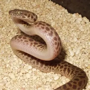 Children's Python - Facts, Diet, Habitat & Pictures on Animalia.bio