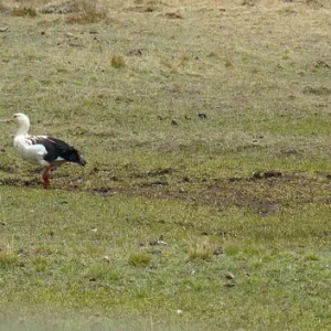 Andean goose - Facts, Diet, Habitat & Pictures on Animalia.bio