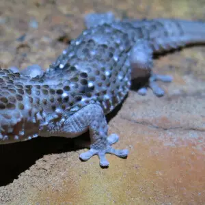 Turner's thick-toed gecko - Facts, Diet, Habitat & Pictures on Animalia.bio