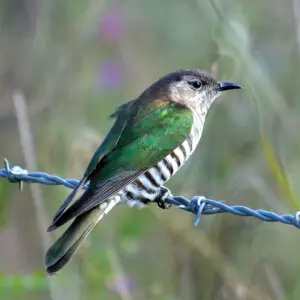 Chrysococcyx lucidus - Facts, Diet, Habitat & Pictures on Animalia.bio