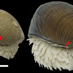 Scaly-foot snail - Facts, Diet, Habitat & Pictures on Animalia.bio