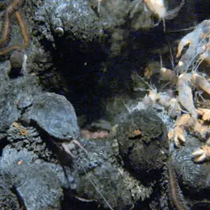 Scaly-foot snail - Facts, Diet, Habitat & Pictures on Animalia.bio