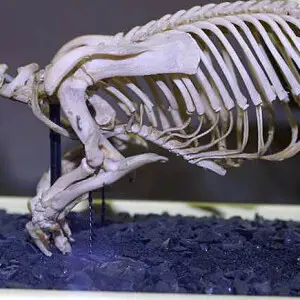 Giant golden mole - Facts, Diet, Habitat & Pictures on Animalia.bio