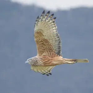 Swamp harrier - Facts, Diet, Habitat & Pictures on Animalia.bio