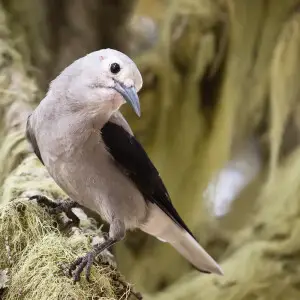 Clark's nutcracker - Facts, Diet, Habitat & Pictures on Animalia.bio