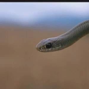 Coluber constrictor etheridgei - Facts, Diet, Habitat & Pictures on ...