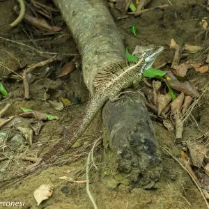 Common Basilisk - Facts, Diet, Habitat & Pictures on Animalia.bio