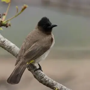 Dark-capped bulbul - Facts, Diet, Habitat & Pictures on Animalia.bio